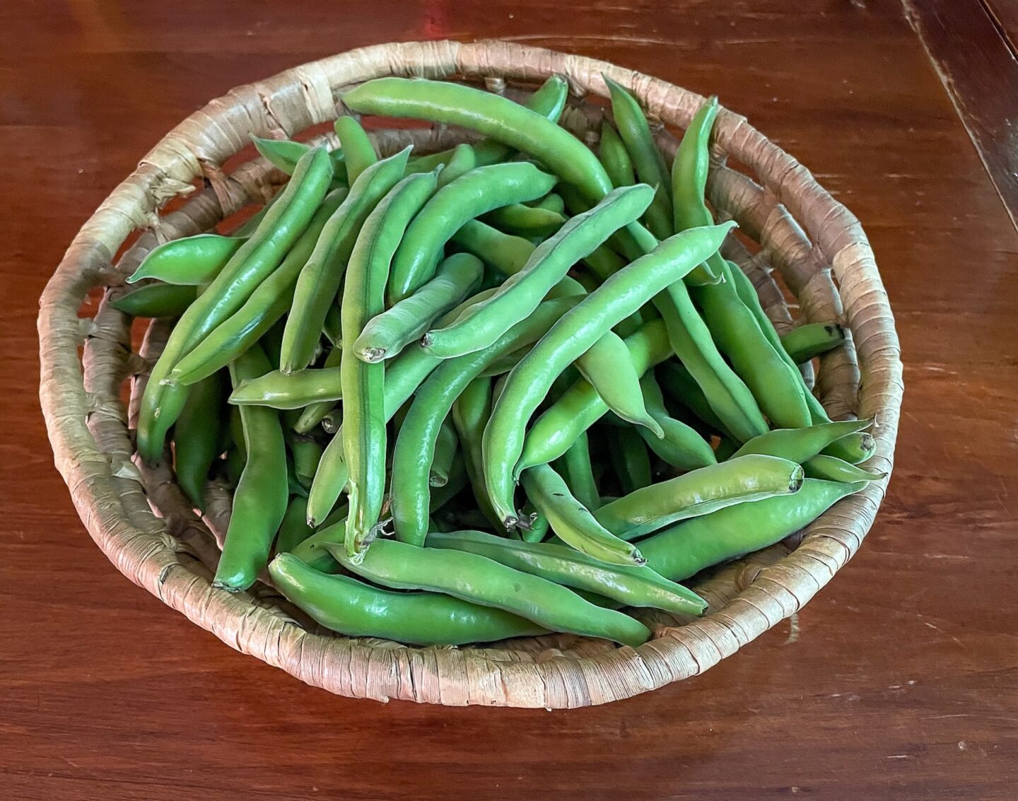 Pasta alla Gricia with Fava Beans - Our Italian Table